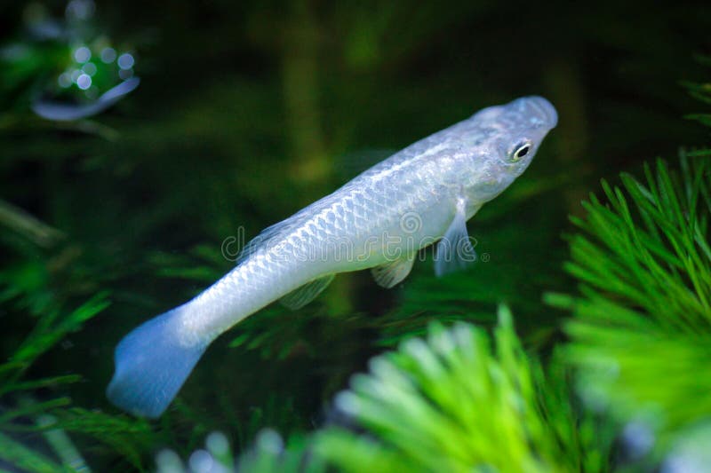 Beautiful little fish stock photo. Image of close, natural - 90054842