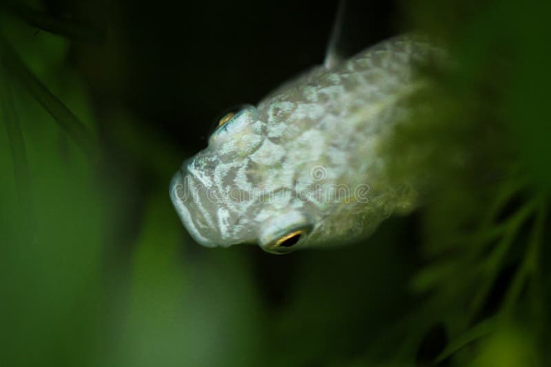 Beautiful little fish stock photo. Image of fauna, animal - 90054928