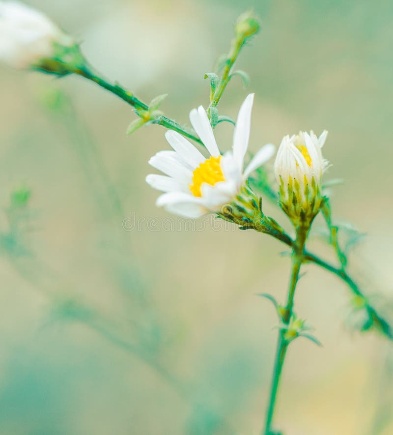A Beautiful Little Flower Called Symphyotrichum Lanceolatum Stock Image ...