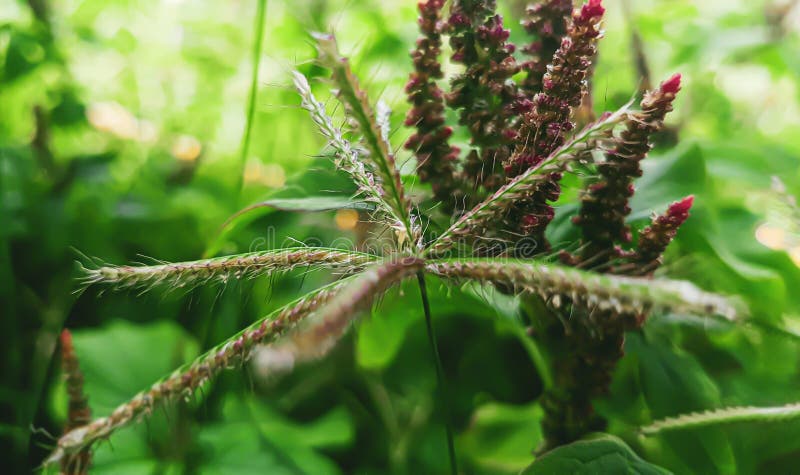 A Beautiful Little Flower that Has Seven Branches Stock Photo - Image ...