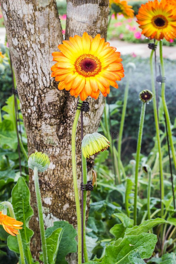 Beautiful Little Flowers on Nature Stock Image - Image of plant ...