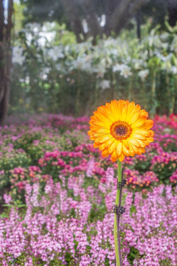 Beautiful Little Flowers on Nature Stock Image - Image of plant ...