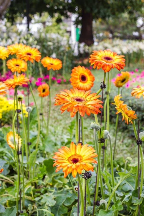 Beautiful Little Flowers on Nature Stock Image - Image of plant ...