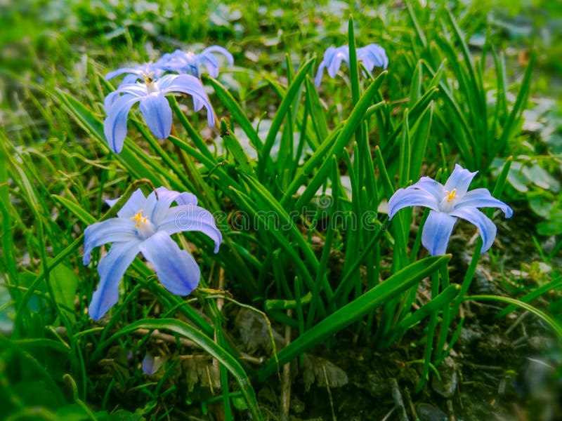 Beautiful Little Flowers in Green Grass Stock Image - Image of fresh ...