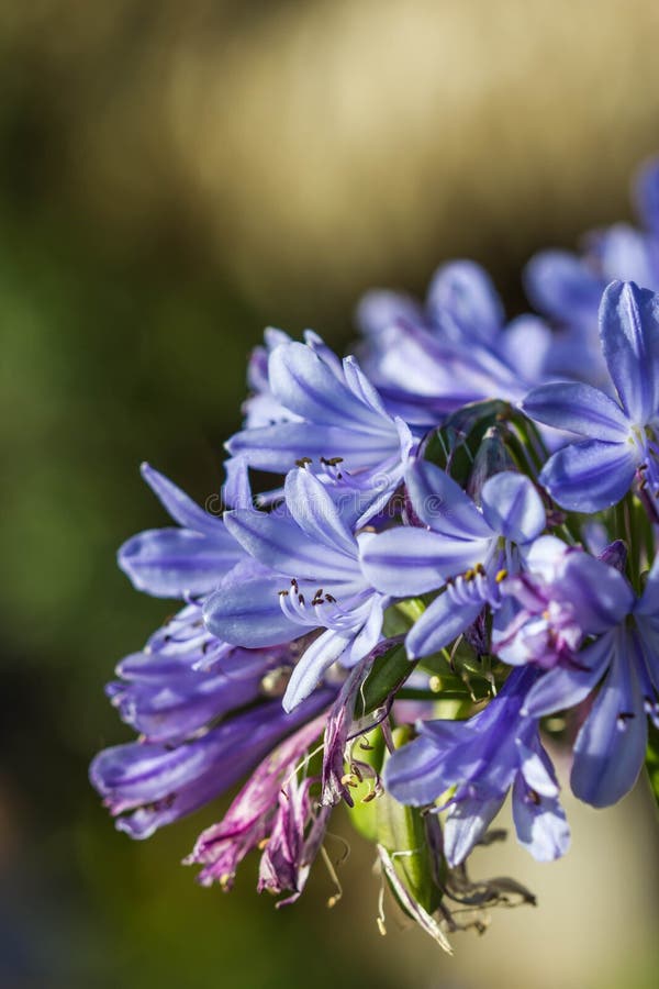 Beautiful Little Flowers on Nature Stock Image - Image of landscaping ...