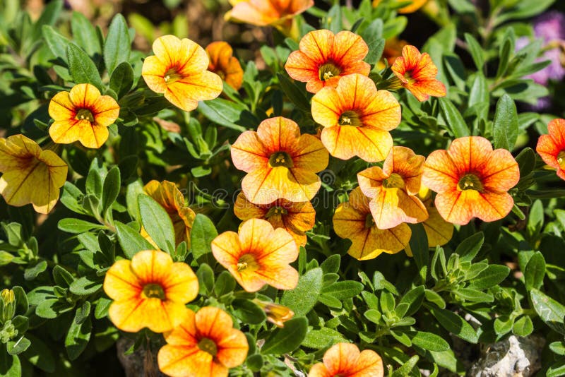 Beautiful Little Flowers on Nature Stock Image - Image of plant ...