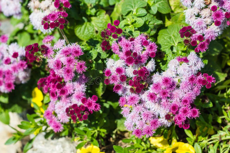 Beautiful Little Flowers on Nature Stock Image - Image of plant ...