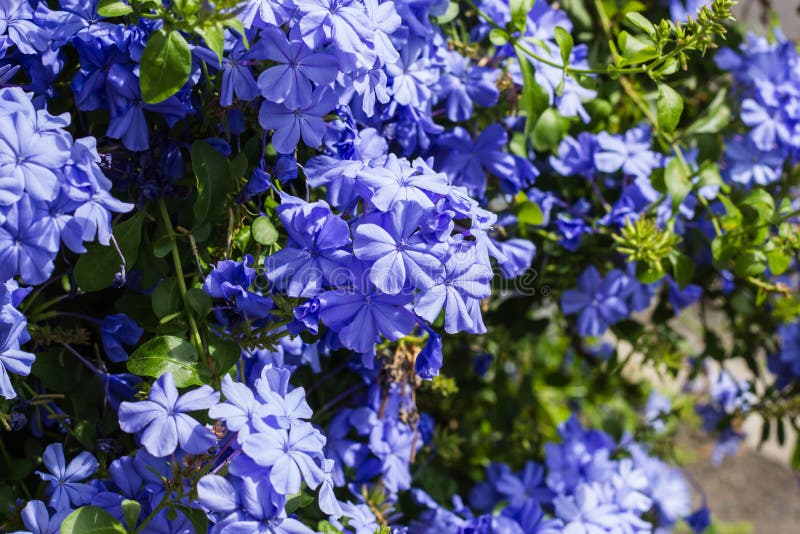Beautiful Little Flowers on Nature Stock Image - Image of plant ...