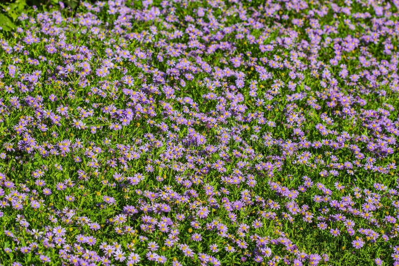 Beautiful Little Flowers on Nature Stock Image - Image of plant ...
