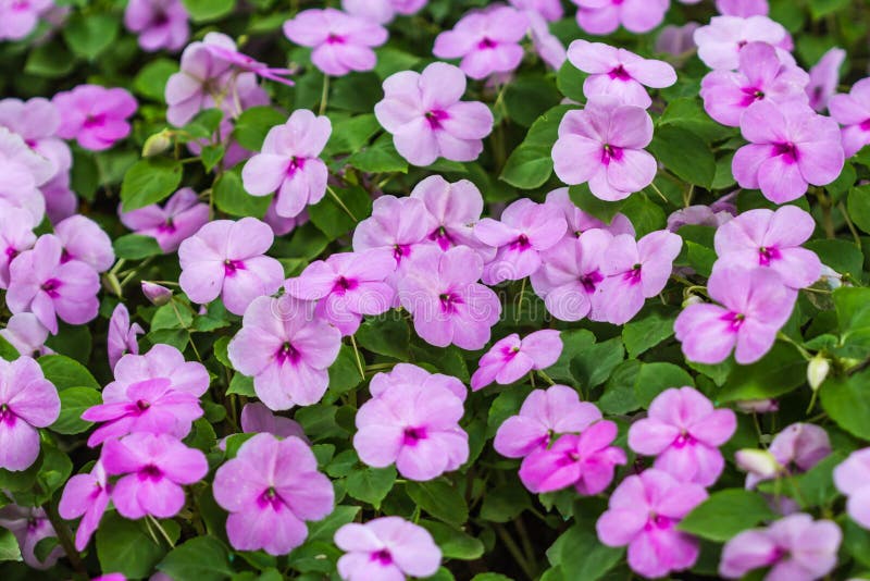 Beautiful Little Flowers on Nature Stock Image - Image of plant ...