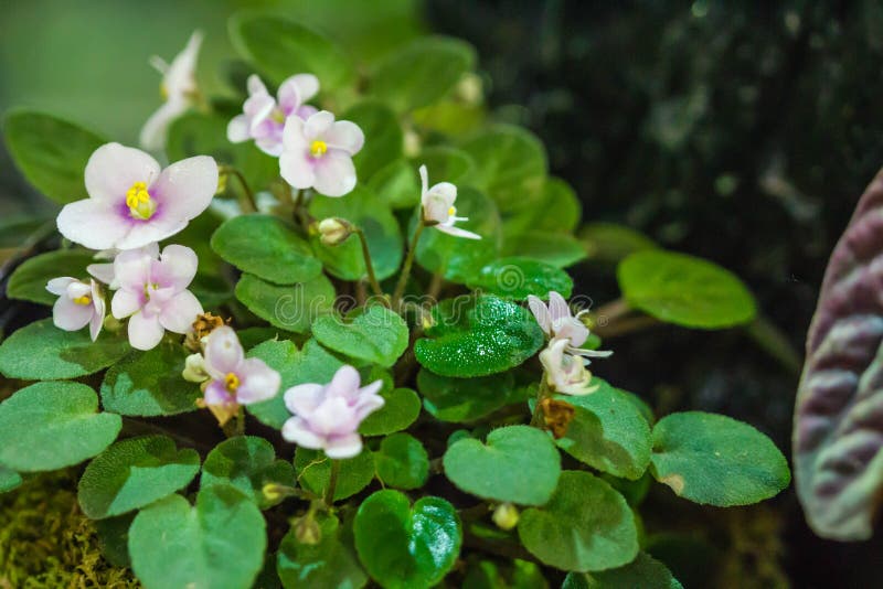 Beautiful Little Flowers on Nature Stock Image - Image of plant ...