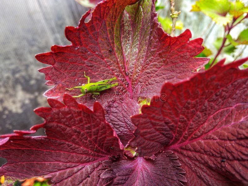 Beautiful Little Green Grasshopper in the Morning Stock Image - Image ...