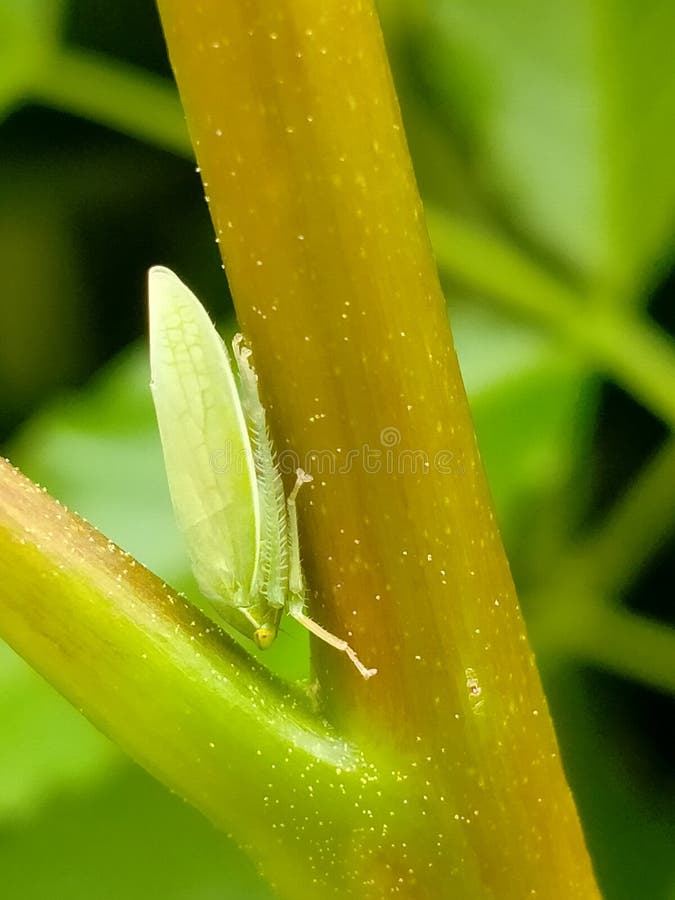 Beautiful Little Green Insect Stock Photo - Image of insect, nature ...