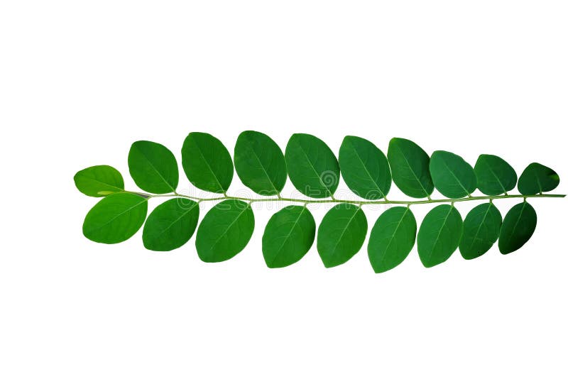 Beautiful Little Green Leaves Isolated on White Background. Stock Image ...