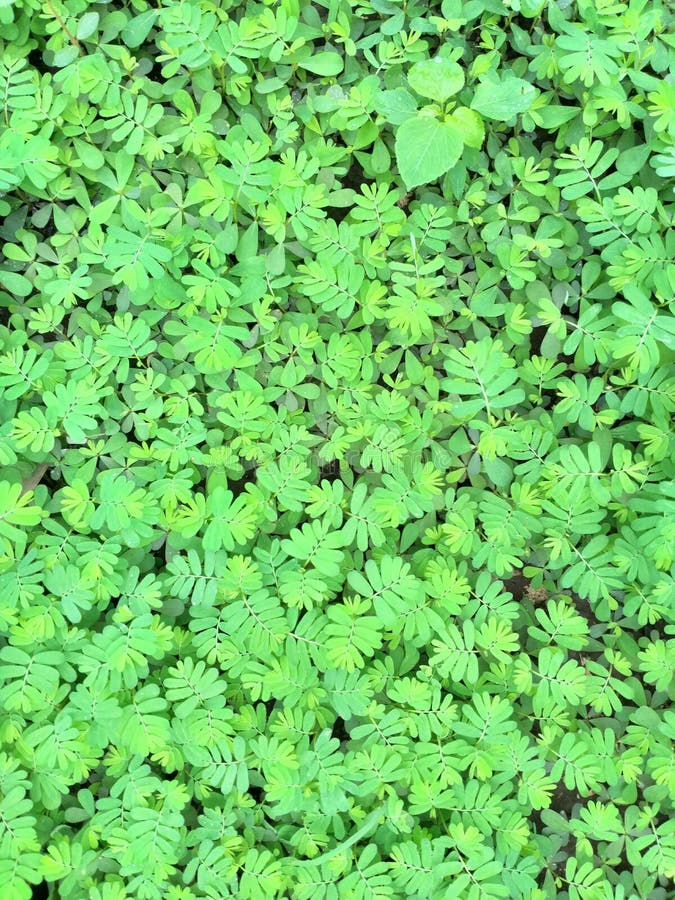 Beautiful Little Green Plants Stock Photo - Image of plant, lawn: 187050292