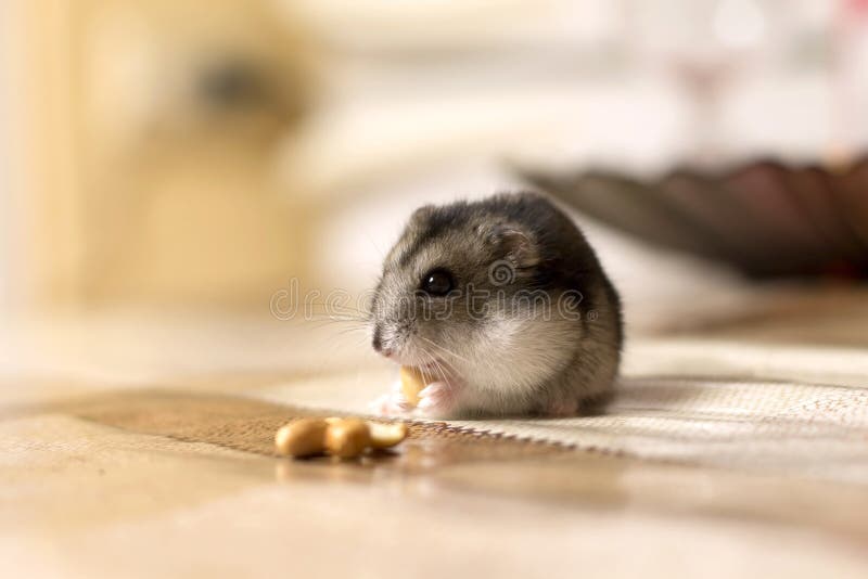 156 Beautiful Hamster Sitting Table Stock Photos - Free & Royalty-Free ...