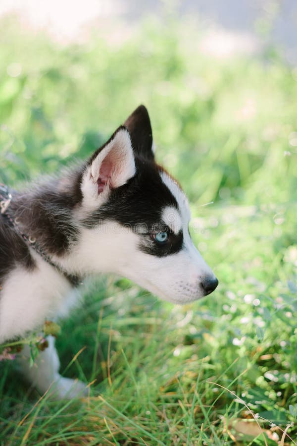 Beautiful Little Husky Dog - Symbol of 2018 Stock Image - Image of ...