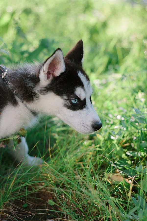 Beautiful Little Husky Dog - Symbol of 2018 Stock Photo - Image of ...