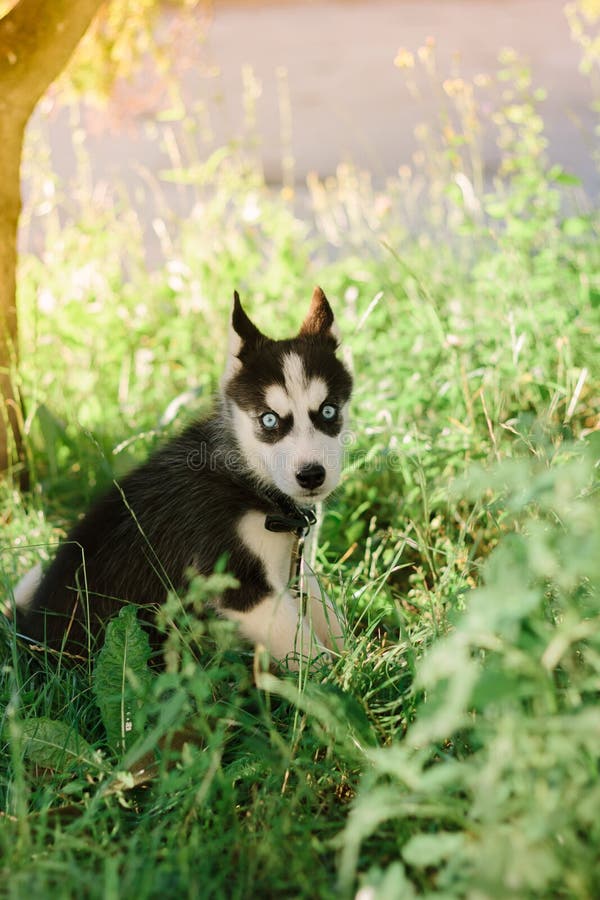 Beautiful Little Husky Dog - Symbol of 2018 Stock Photo - Image of ...