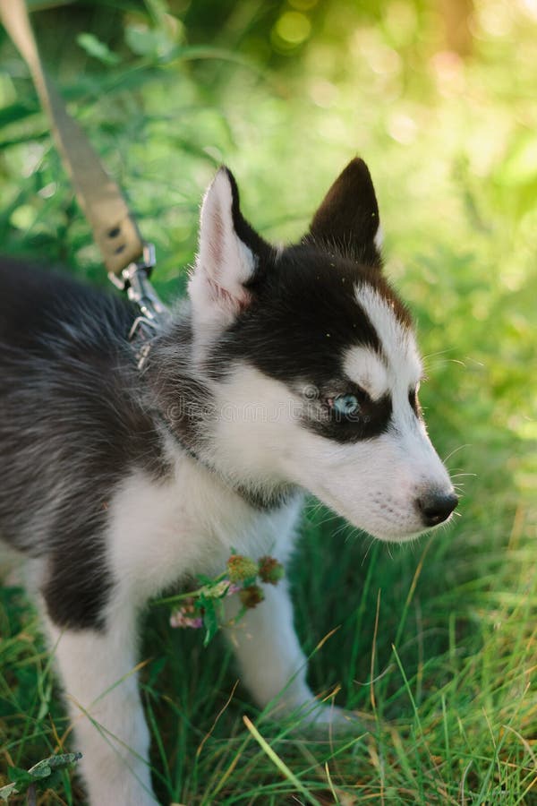 Beautiful Little Husky Dog - Symbol of 2018 Stock Image - Image of ...