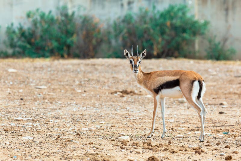 Beautiful, little Impala stock image. Image of male - 185666349