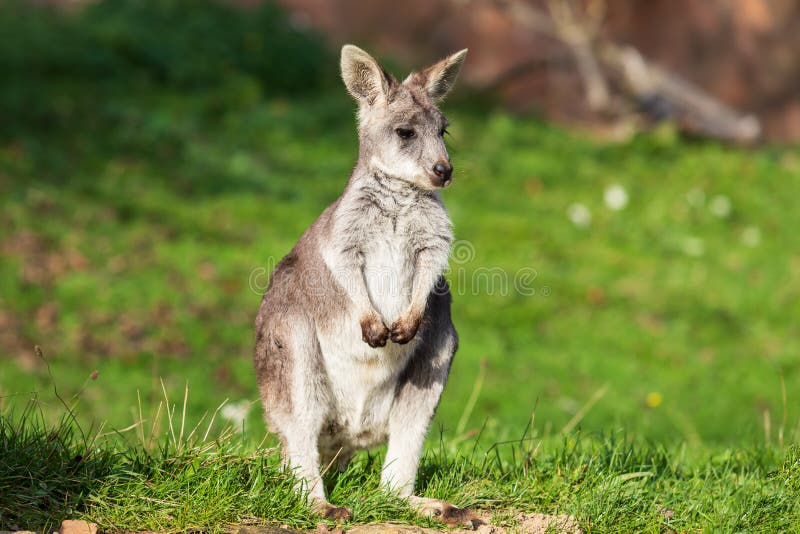 Beautiful Little Kangaroo on a Green Meadow Stock Image - Image of ...