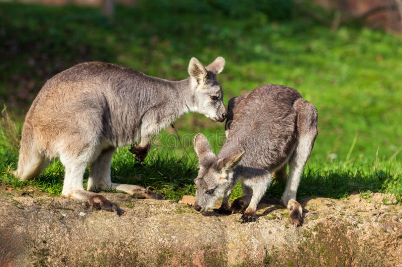 Beautiful Little Kangaroo on a Green Meadow Stock Image - Image of ...