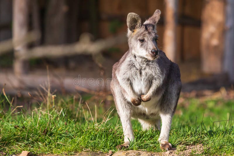 Beautiful Little Kangaroo on a Green Meadow Stock Image - Image of ...