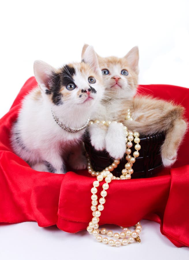 Beautiful little kittens stock image. Image of cute, young - 25163253