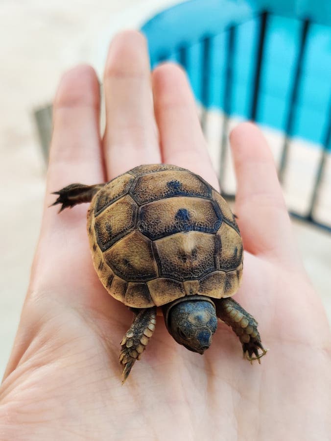 A Beautiful Little Ladle in the Palm of Your Hand Stock Image - Image ...