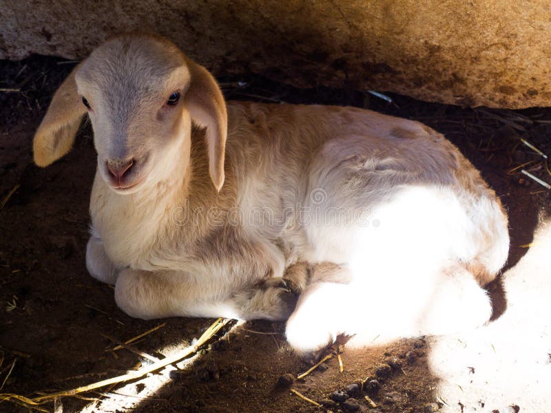 Beautiful little lamb stock image. Image of goats, animal - 251982481