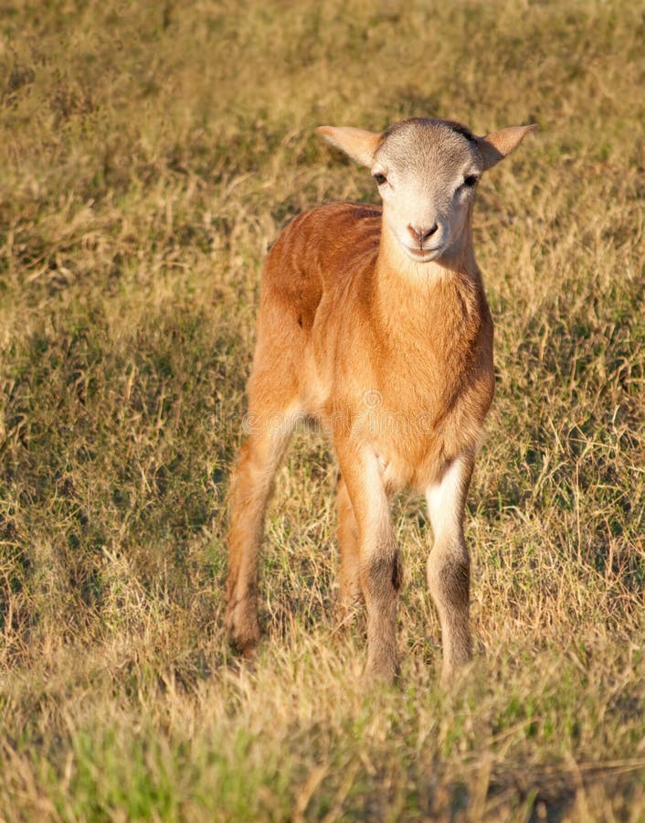 Beautiful Little Lamb in Pasture Stock Image - Image of baby, lamb ...
