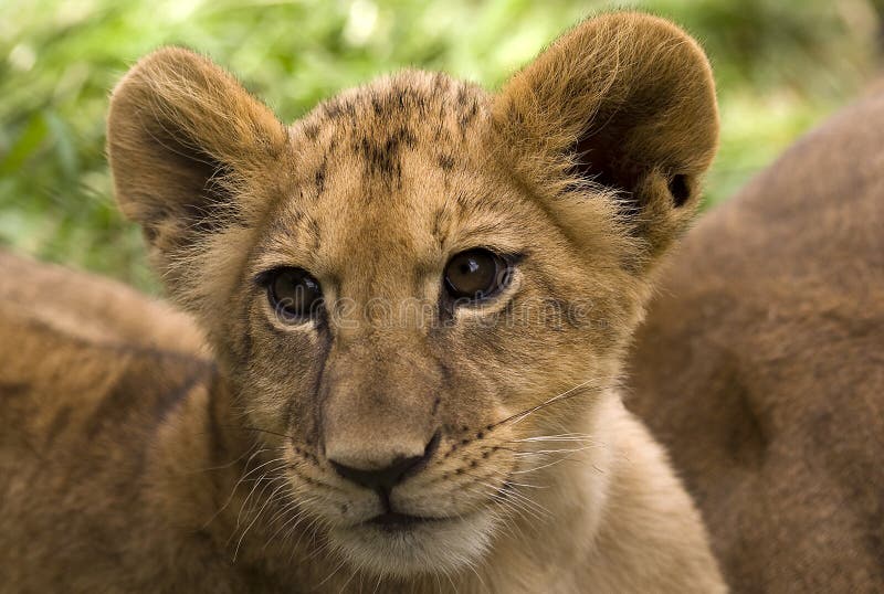 Beautiful little lion stock image. Image of feline, lazy - 20435023