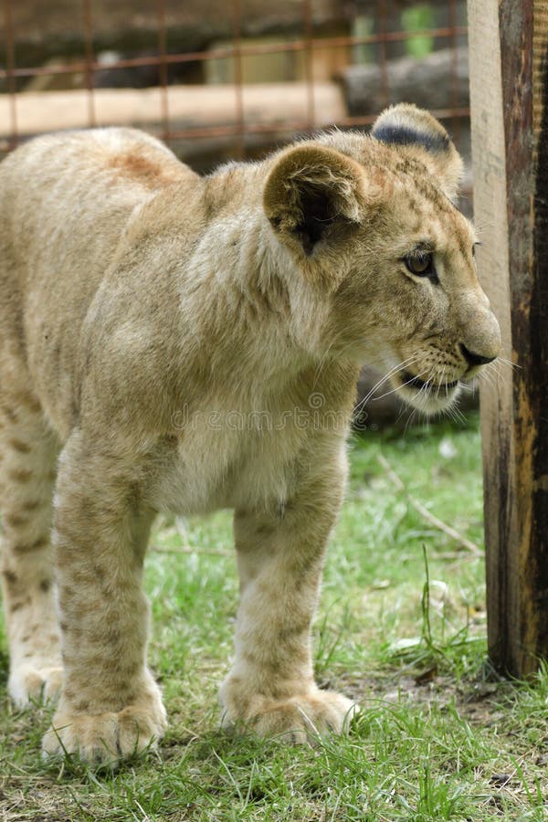 Beautiful little lion stock photo. Image of large, love - 75408418
