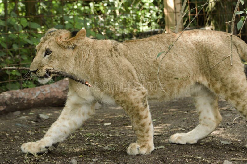 Beautiful little lion stock photo. Image of predator - 75409024