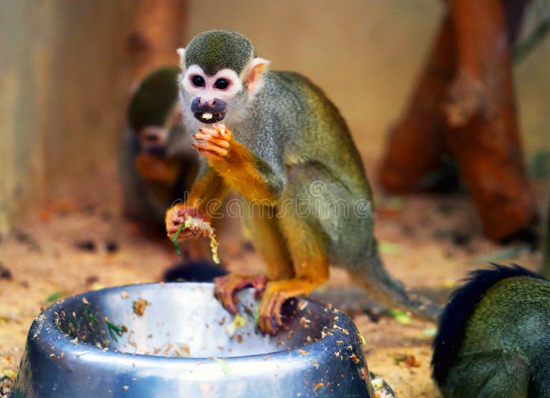 Beautiful Little Monkey Sits on a Bowl Eats Food Stock Photo - Image of ...