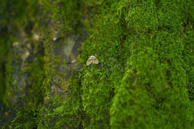 A Beautiful Little Moth Resting on a Tree Stock Image - Image of green ...