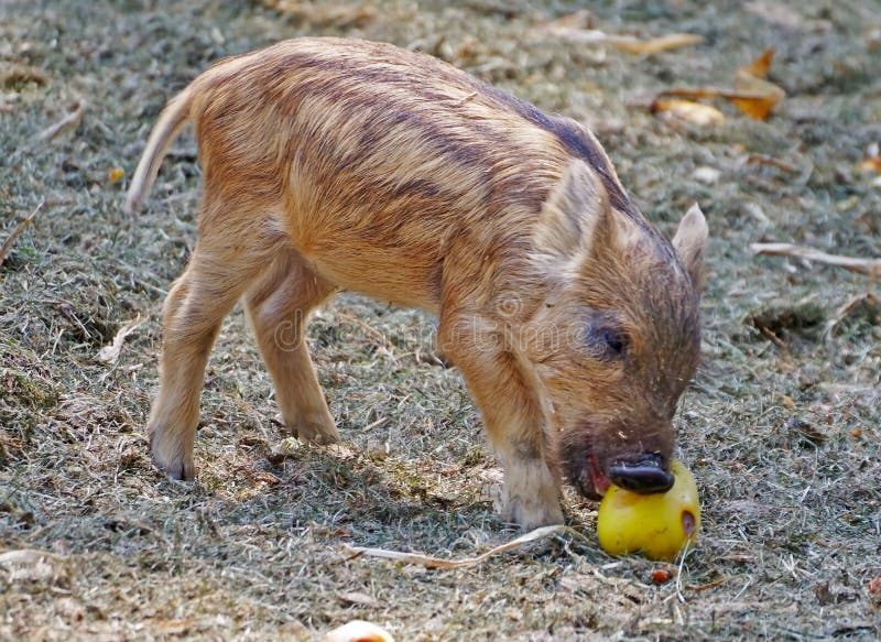 A beautiful little pig stock photo. Image of piggy, snout - 160986356