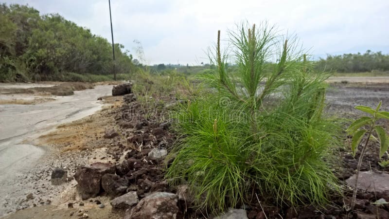 Small Pine Tree on the Rocks Stock Photo - Image of landscape, tree ...