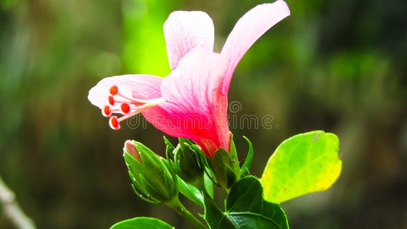 A Beautiful Little Pink Hibiscus Stock Image - Image of flower ...