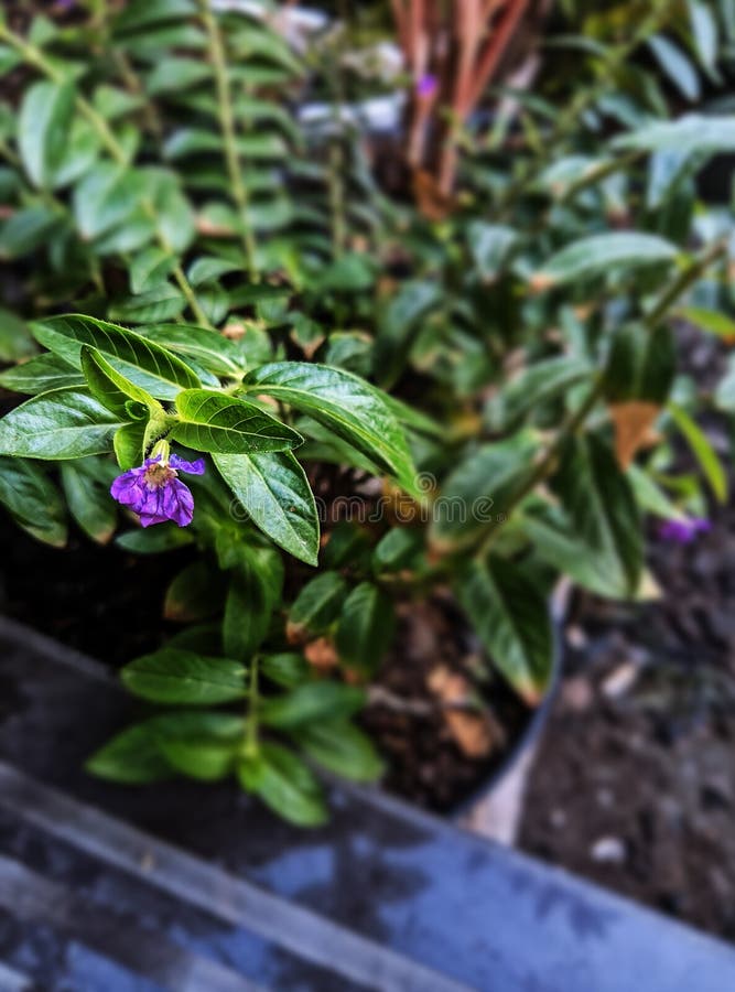 Beautiful Little Purple Flowers after the Rain Stock Image - Image of ...