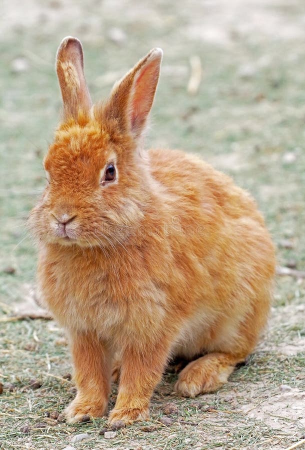 Beautiful little rabbit stock image. Image of fauna - 194149989