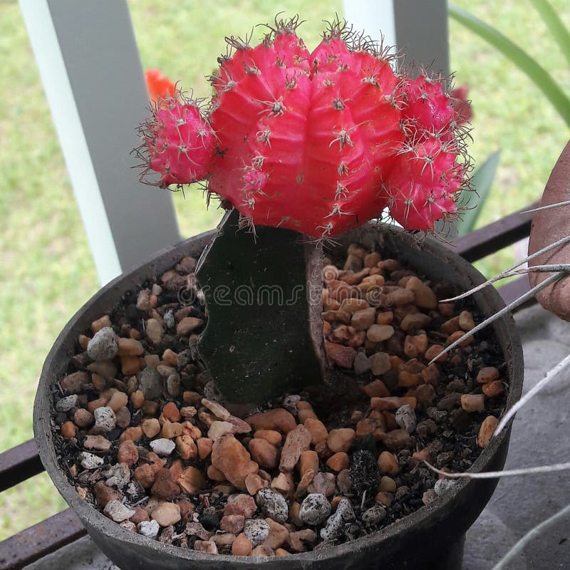 Beautiful Little Red Cactus Stock Photo - Image of beautiful, little ...