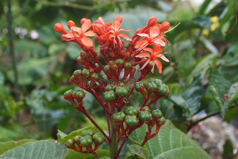 Beautiful Little Red Flowers and Green Buds Stock Image - Image of ...