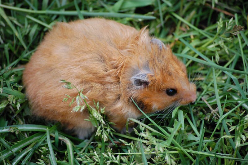 2,135 Little Red Hamster Stock Photos - Free & Royalty-Free Stock ...