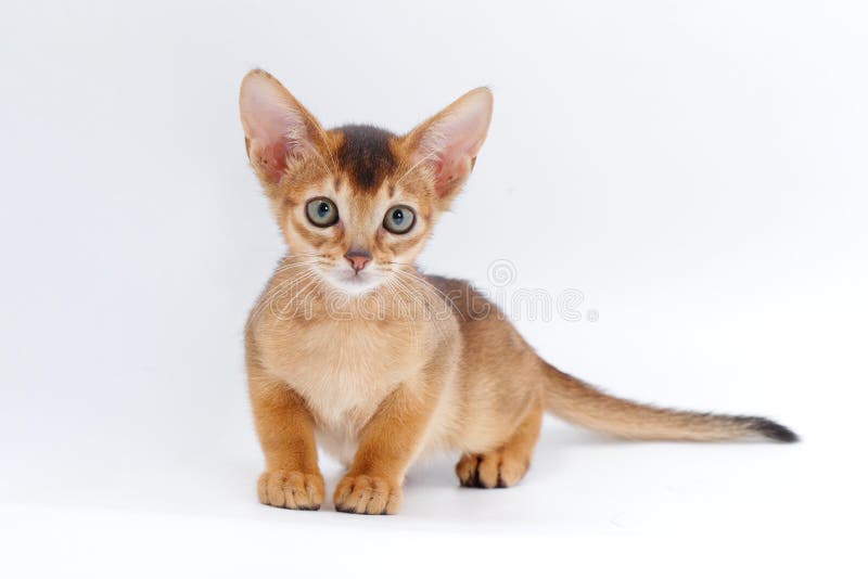 Beautiful Little Red Kitten of the Abyssinian Breed on a White ...