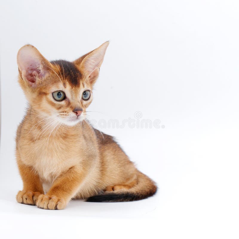Beautiful Little Red Kitten of the Abyssinian Breed on a White ...