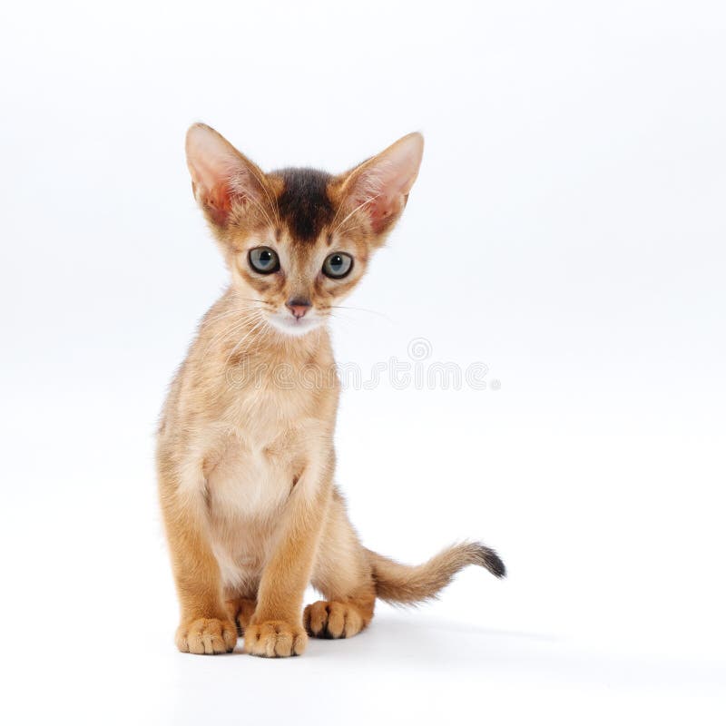 Beautiful Little Red Kitten of the Abyssinian Breed on a White ...