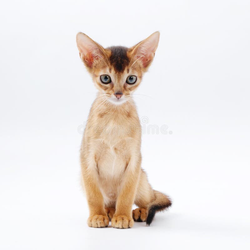 Beautiful Little Red Kitten of the Abyssinian Breed on a White ...