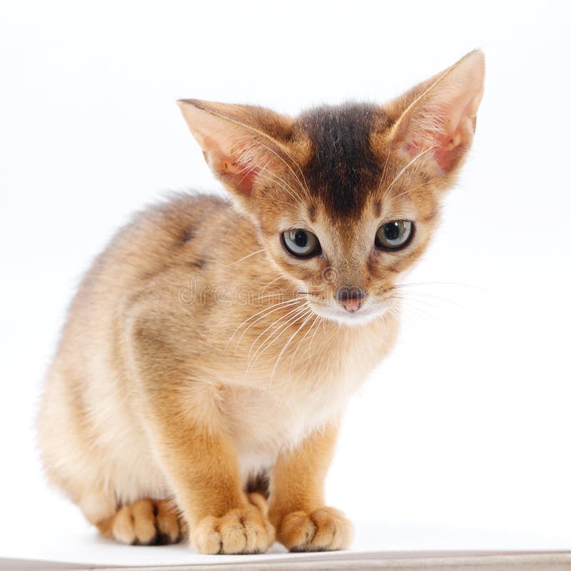 Beautiful Little Red Kitten of the Abyssinian Breed on a White ...